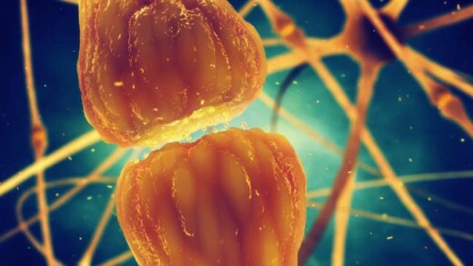 Lobi frontali, corteccia frontale e corteccia prefrontale- Introduzione ...