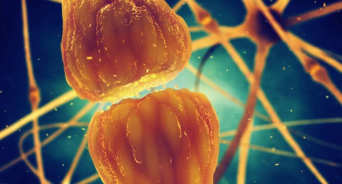 Sinapsi: in cosa consistono e come funzionano - Introduzione alla ...