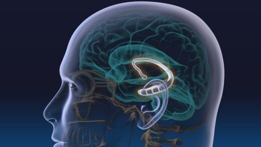 Talamo: caratteristiche anatomiche e funzionali - Neuropsicologia
