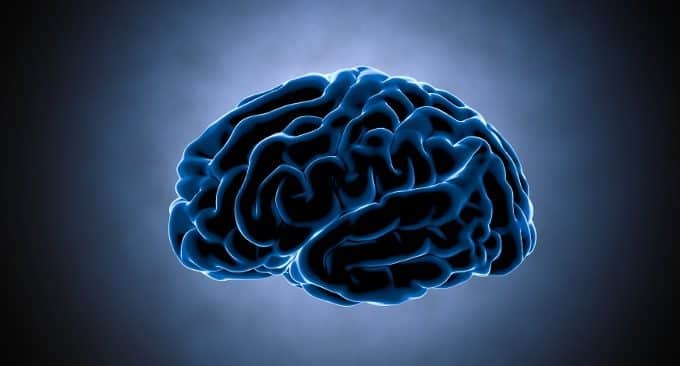 La corteccia somatosensoriale: dagli strati cellulari alle sue funzioni ...